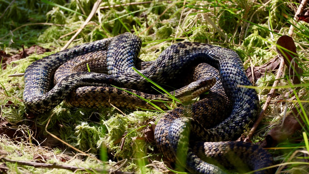 Watch: Rare footage of Borth adders mating gets interrupted - turns ...