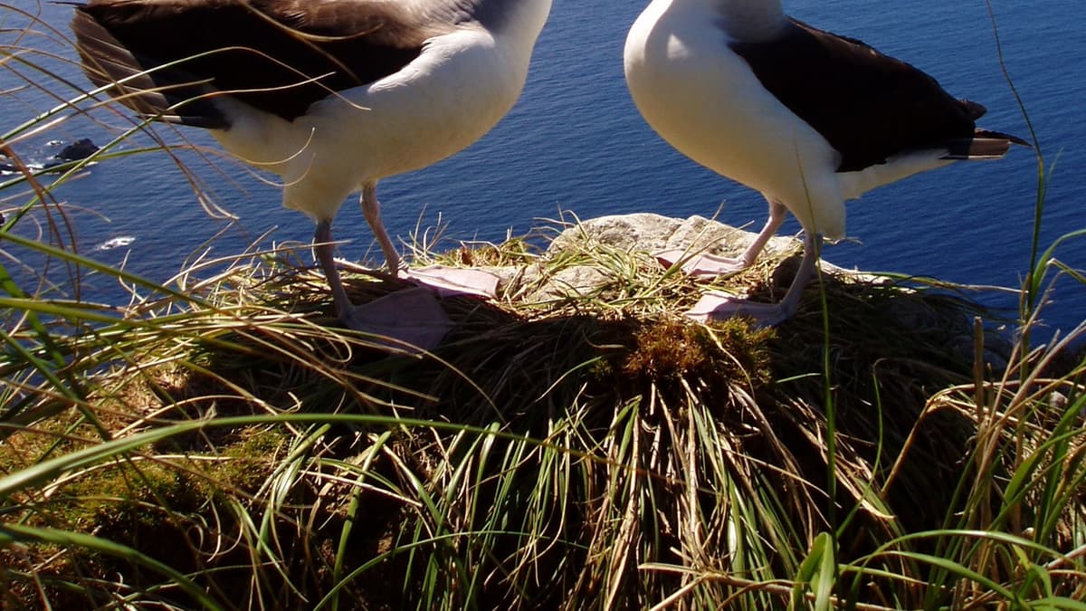 Aberystwyth University research reveals new information about rare ...