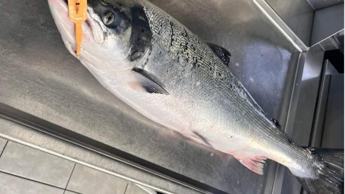 Facebook post about fish for sale leads to court appearance | cambrian ...