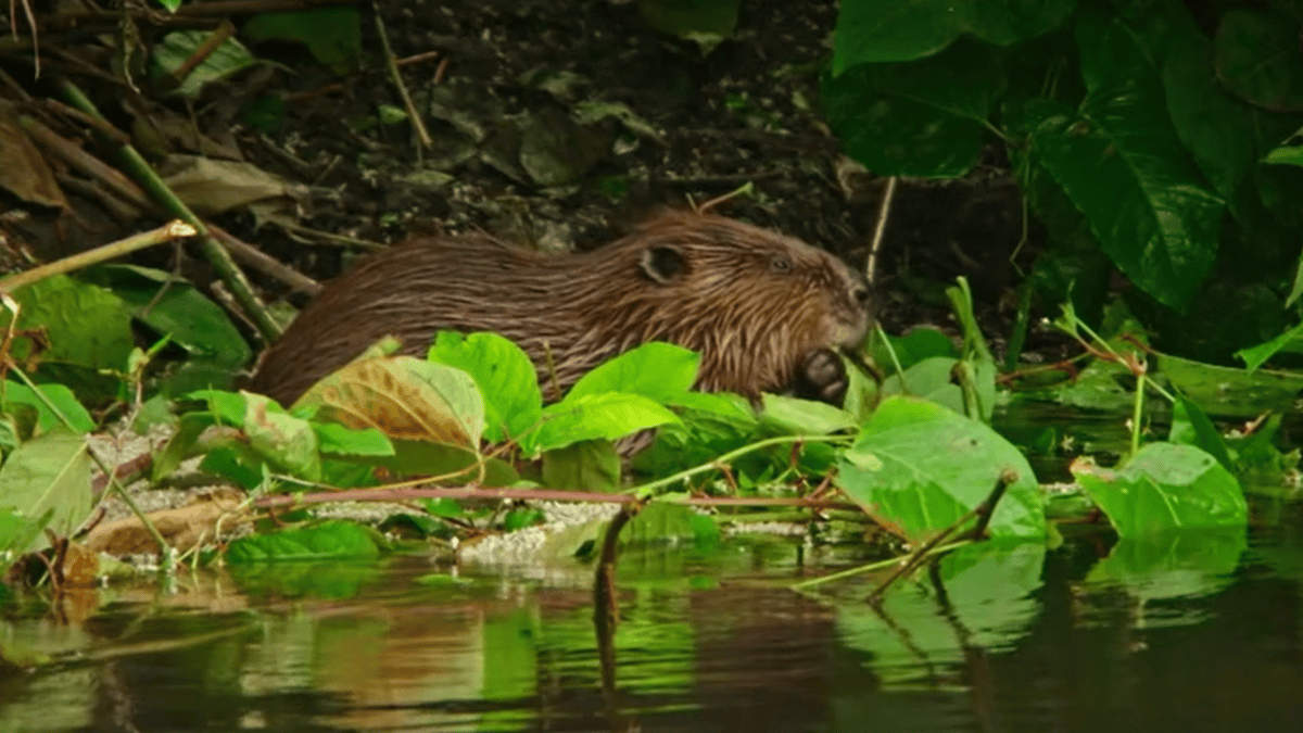 Beavers officially recognised as native species in Wales | cambrian ...
