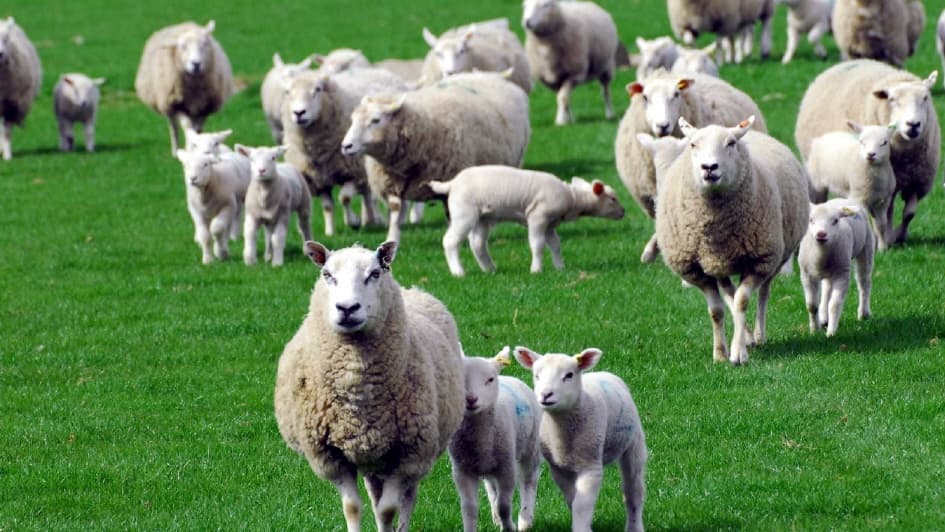 Sheep thief handed suspended jail sentence | cambrian-news.co.uk