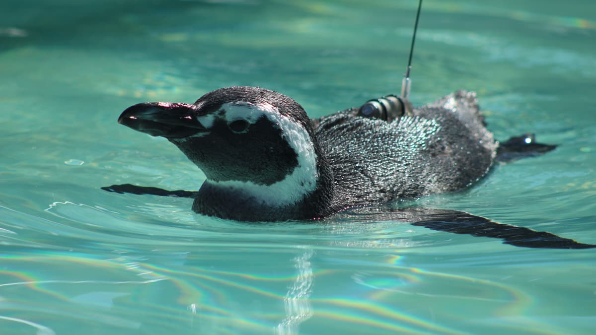 Aber Academic helps track lost penguins as they journey home | cambrian ...