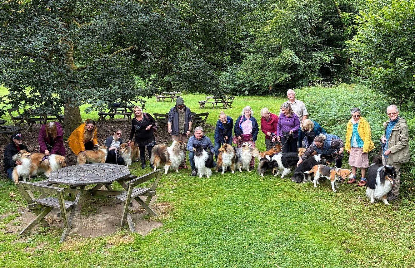 Lassie came home: Dozens of rough collies take over Llanerchaeron for ...