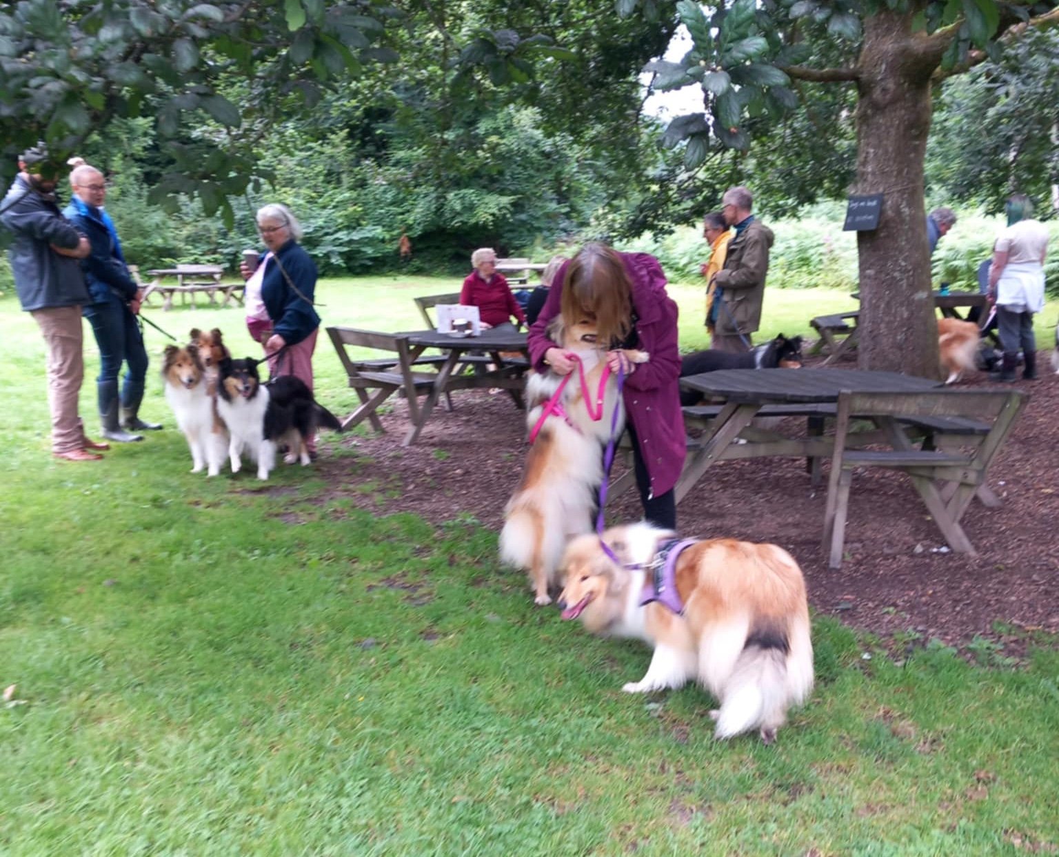 Lassie came home: Dozens of rough collies take over Llanerchaeron for ...