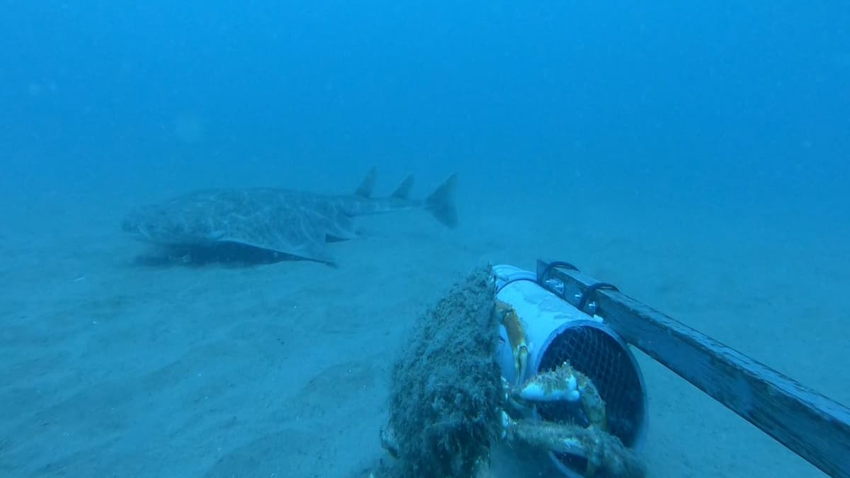 Critically endangered shark captured with underwater camera in Cardigan ...