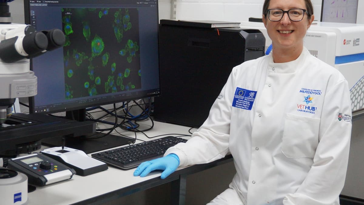 Cattle vaccine immunity ‘boost’ tested by new research | cambrian-news ...