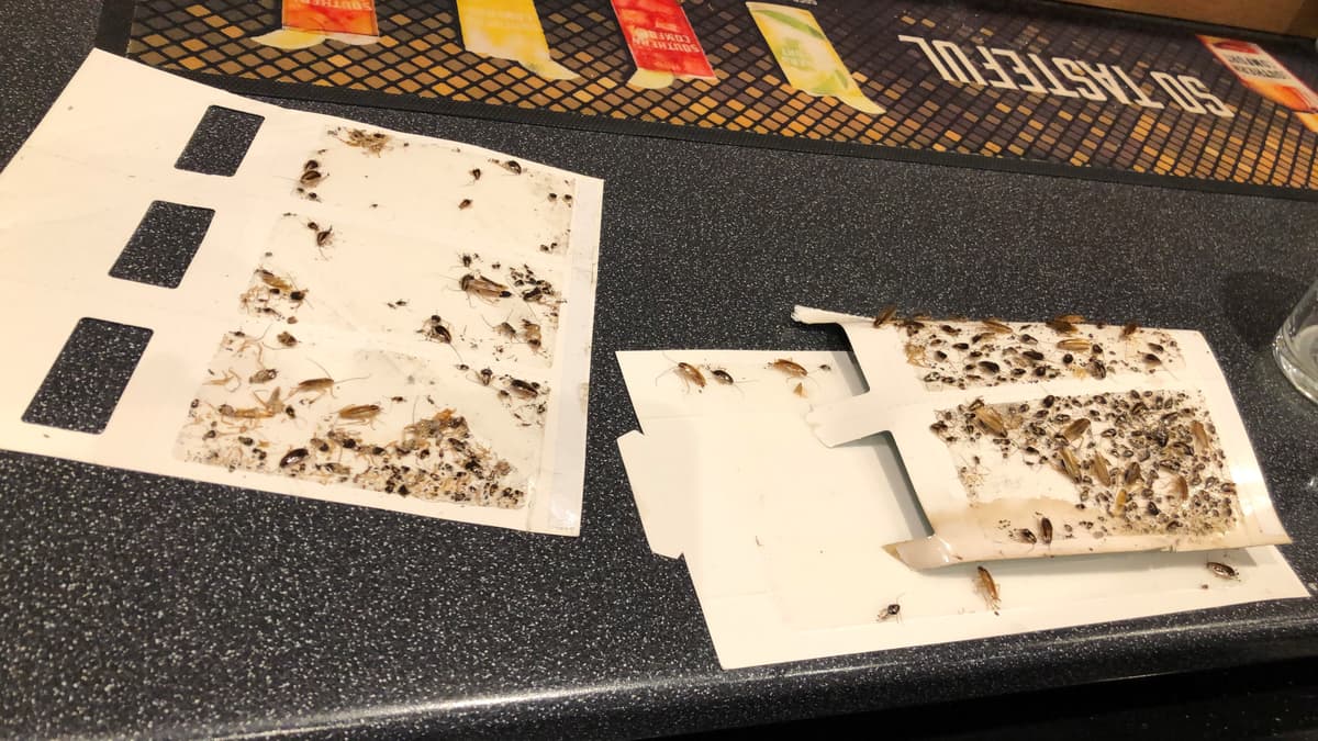 Emergency prohibition order placed on Lampeter pub | cambrian-news.co.uk