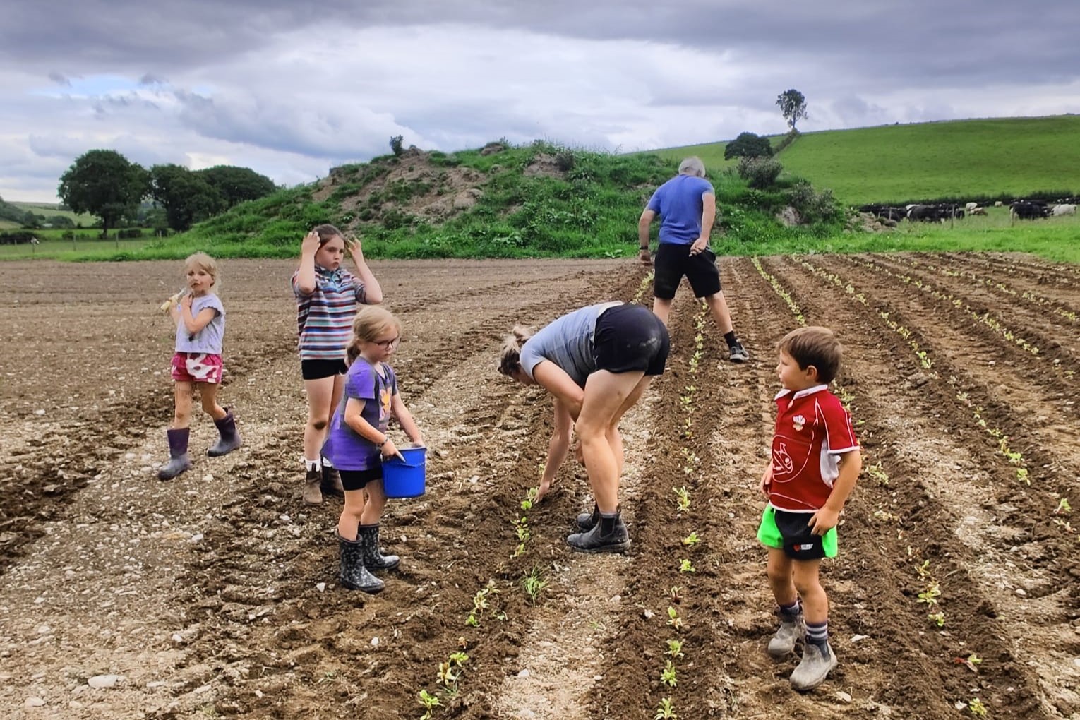 New machinery ring gives farmers chance to trial growing veg in ...
