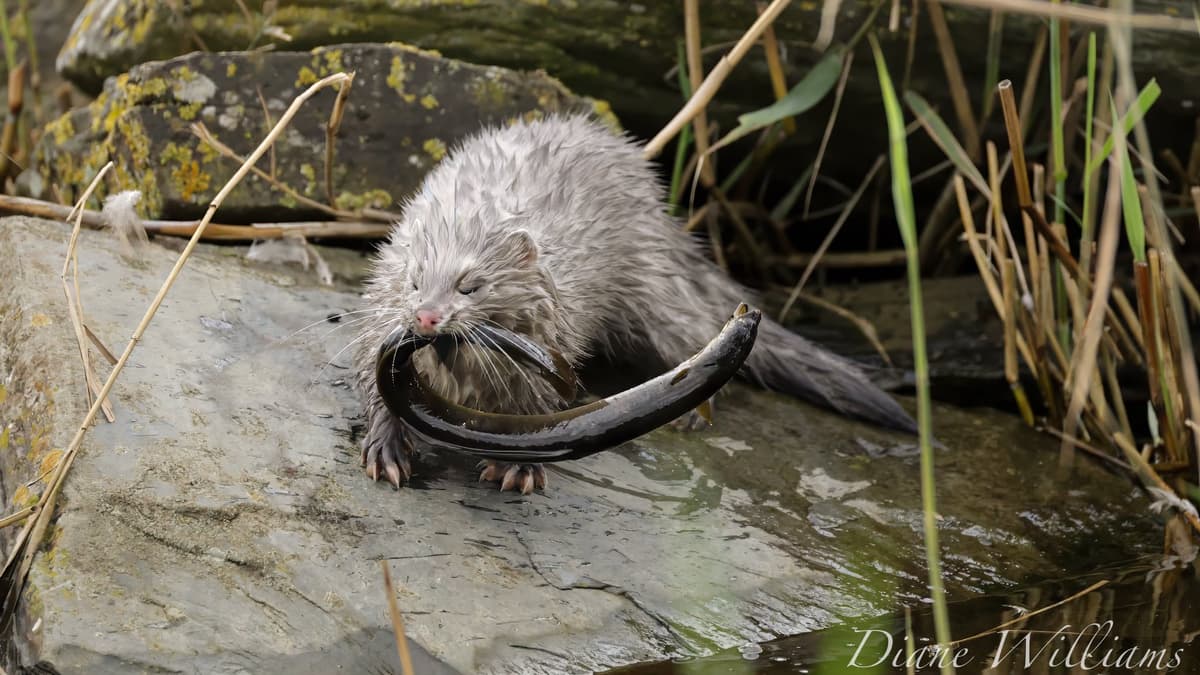 Cardigan photographer captures rare footage of a mink with an eel in ...