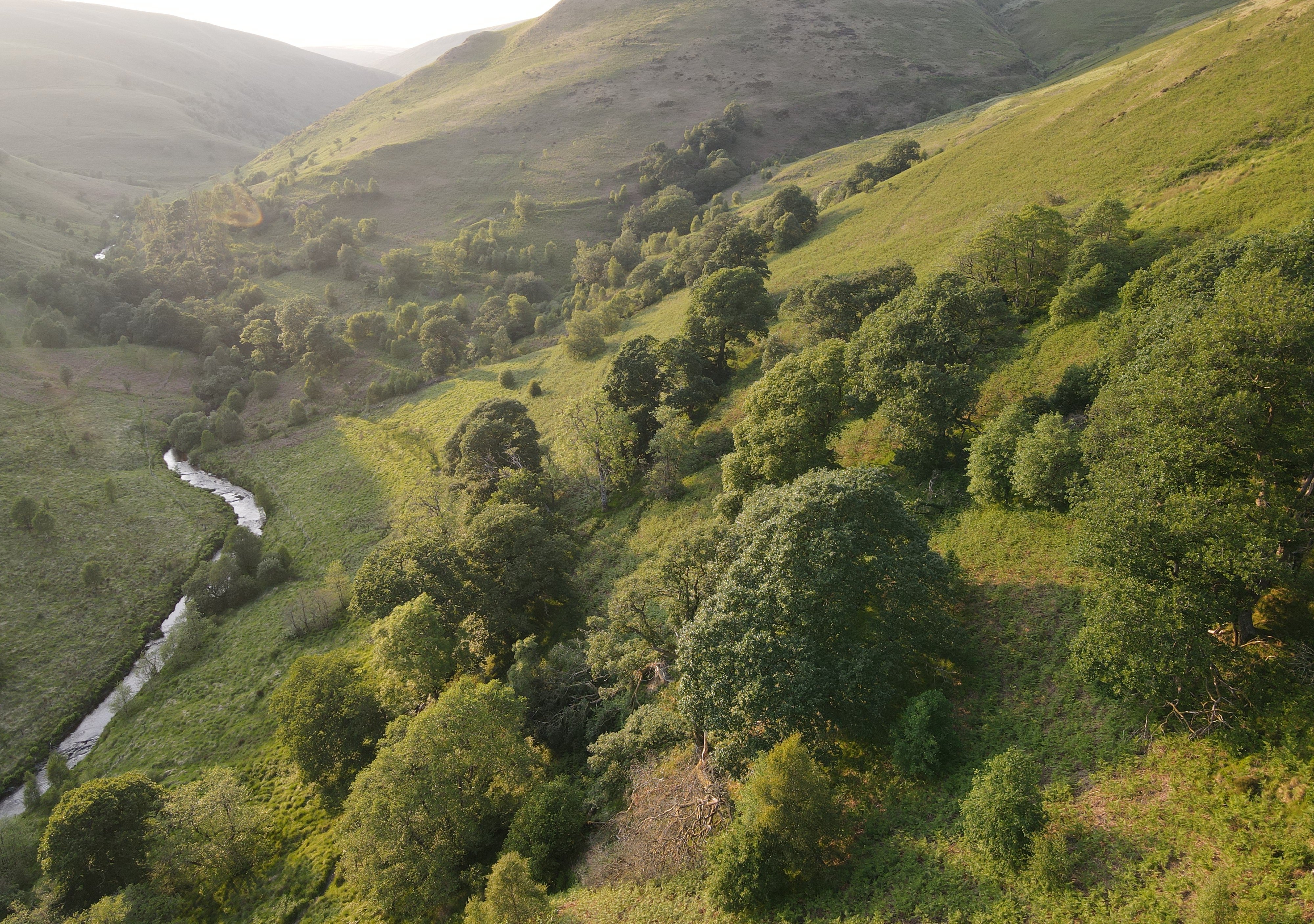 Farmers union hits out at Wales' largest rewilding scheme in Cambrian ...