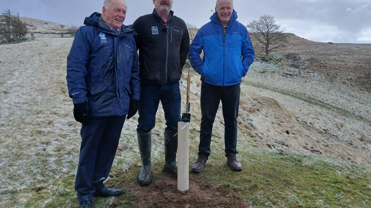 Sycamore Gap sapling planted in Eryri to honour iconic landmark ...