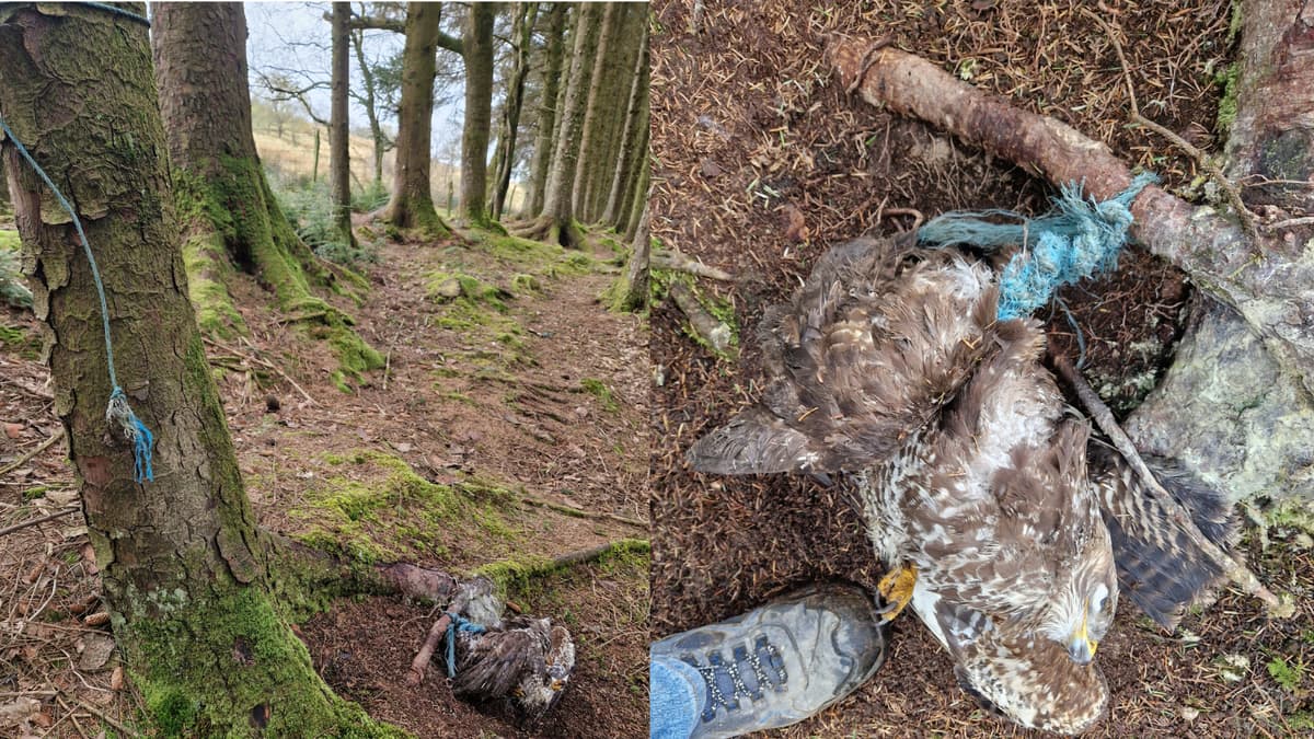 Dead buzzard found tied to a tree | cambrian-news.co.uk