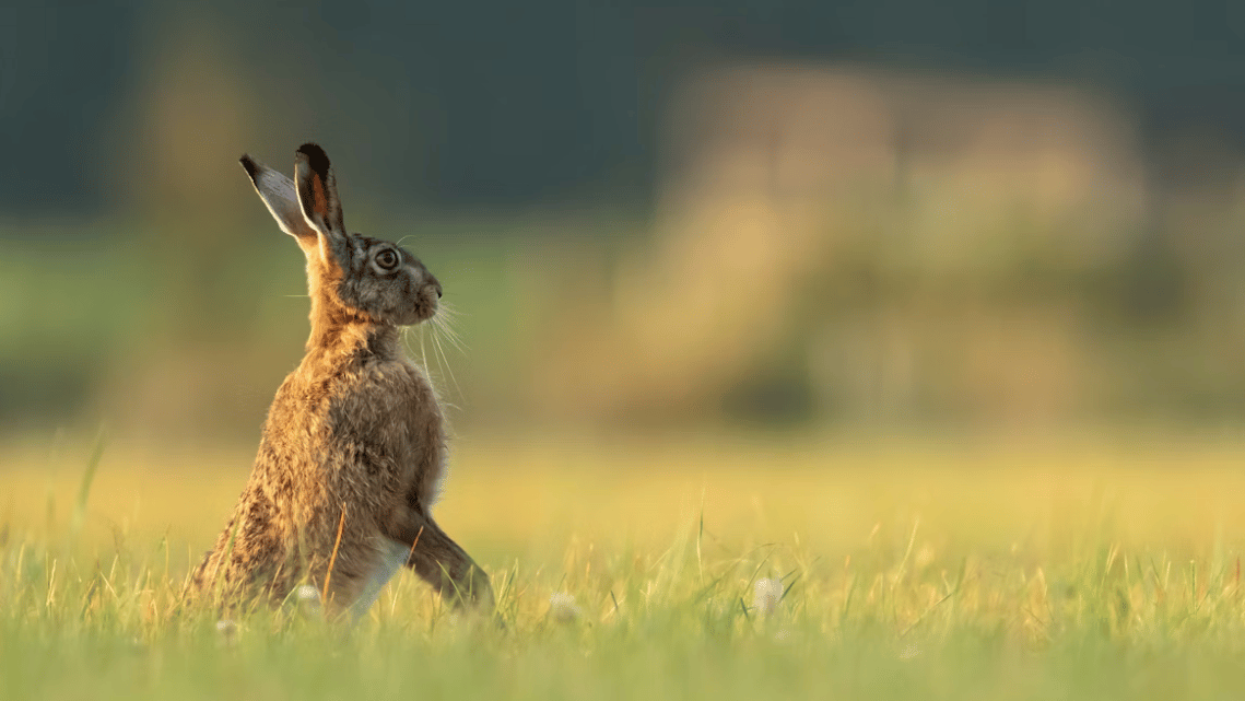 Editorial: Strong hare coursing laws are welcome | cambrian-news.co.uk