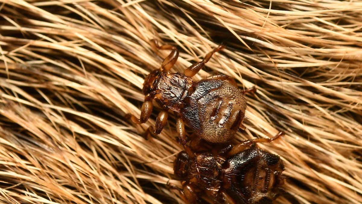 Parasitic fly ‘sacrifices sight’ after finding host, Aberystwyth ...