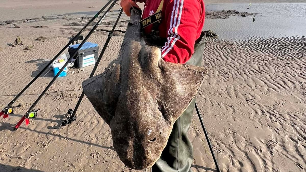 Cardigan Bay Coastal fishing report – late spring update | cambrian ...