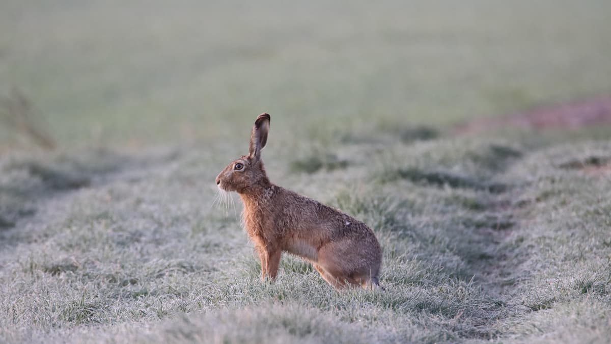 Tougher laws on hare coursing welcomed | cambrian-news.co.uk