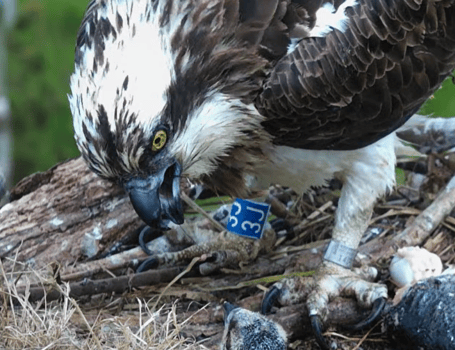 "No news is good news": Mother osprey appears well despite swallowing ...