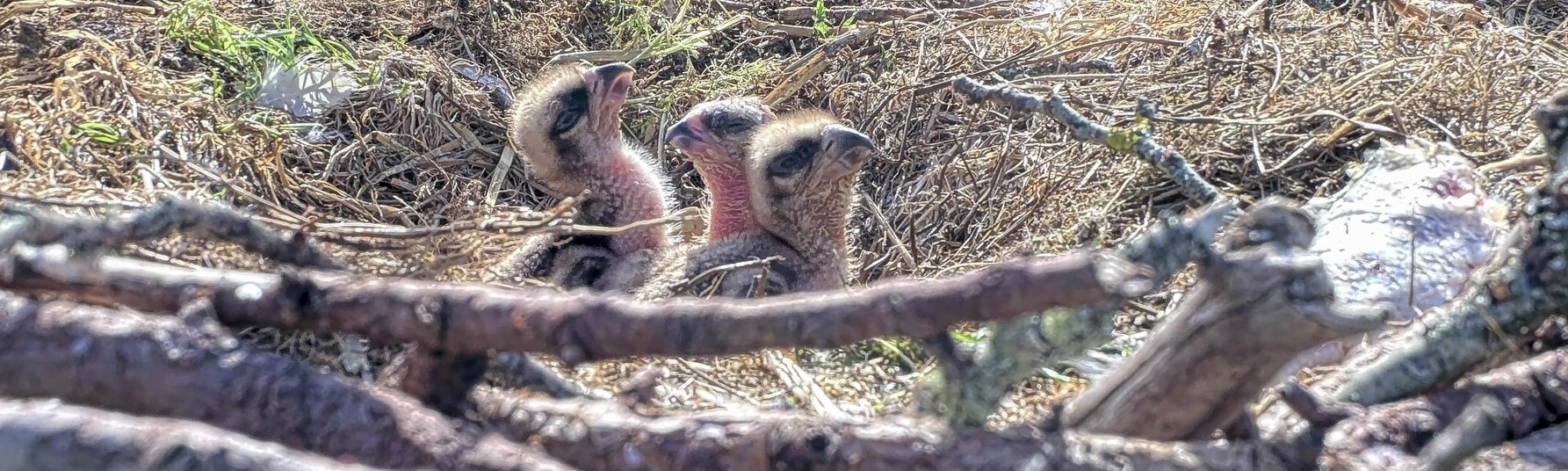 Tragic deaths of osprey chicks thought to be weather related | cambrian ...