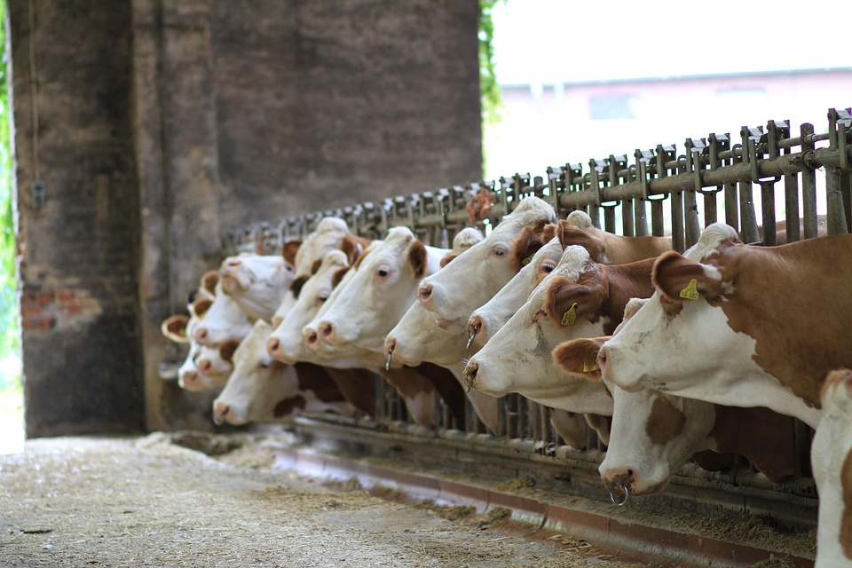 Welsh farmers invited to talk AI and net zero | cambrian-news.co.uk